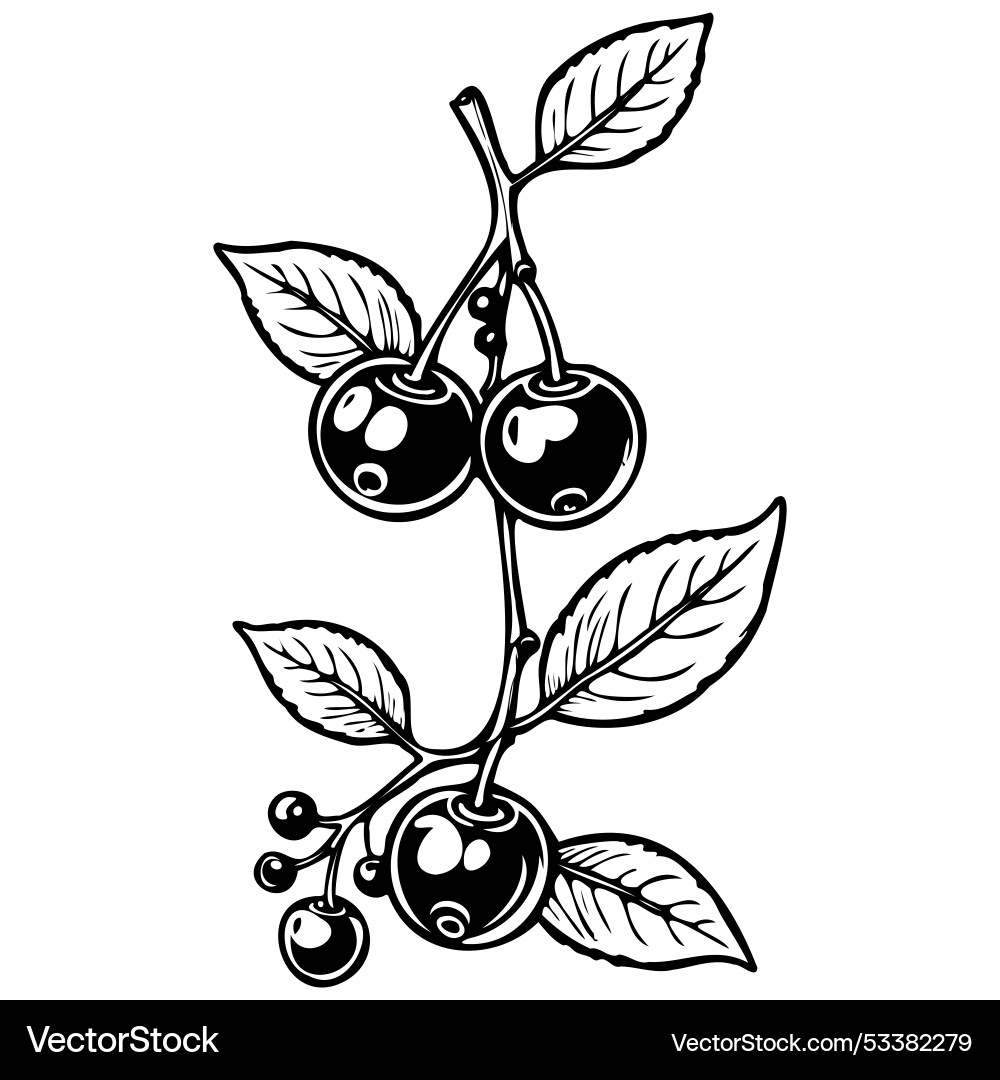 Monochrome huckleberry vintage hand drawn fruit Vector Image