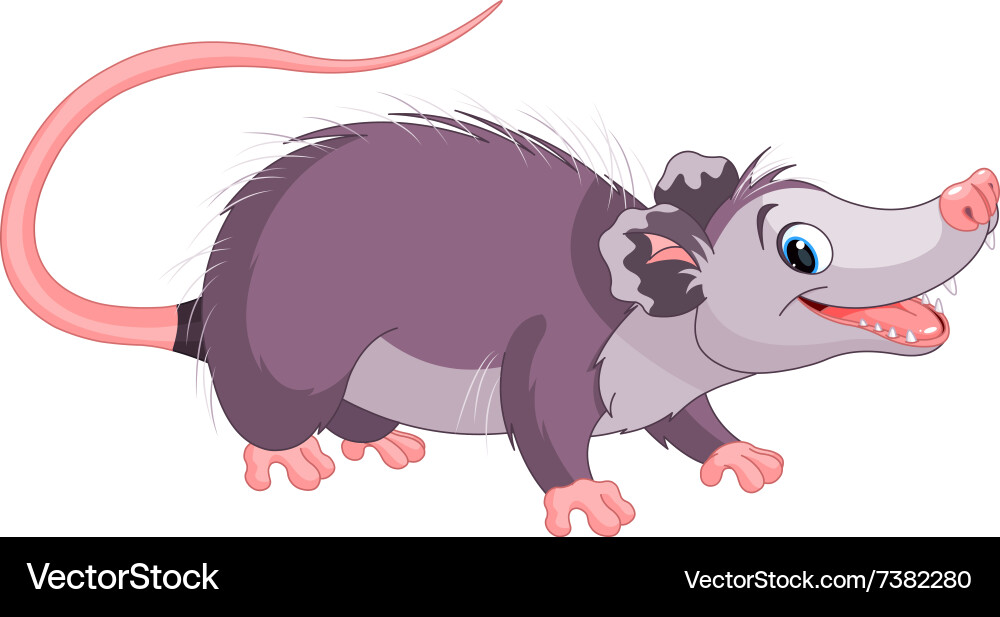 Opossum Royalty Free Vector Image - VectorStock