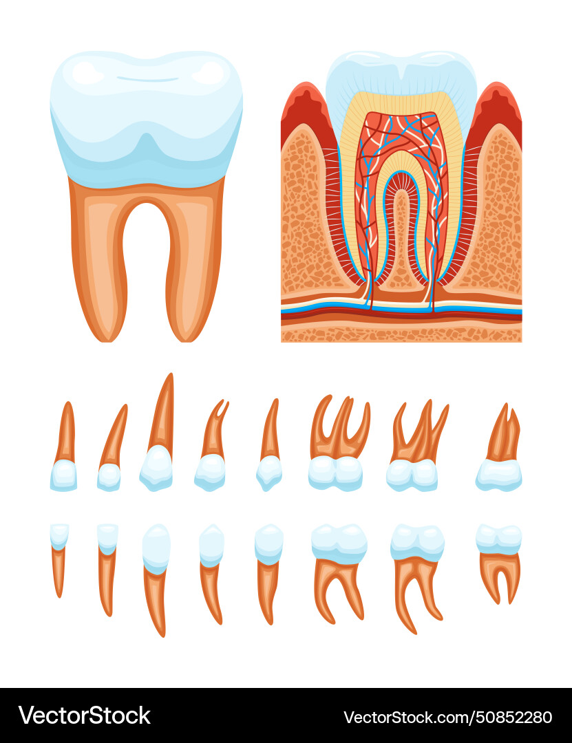 Teeth anatomy icon set Royalty Free Vector Image