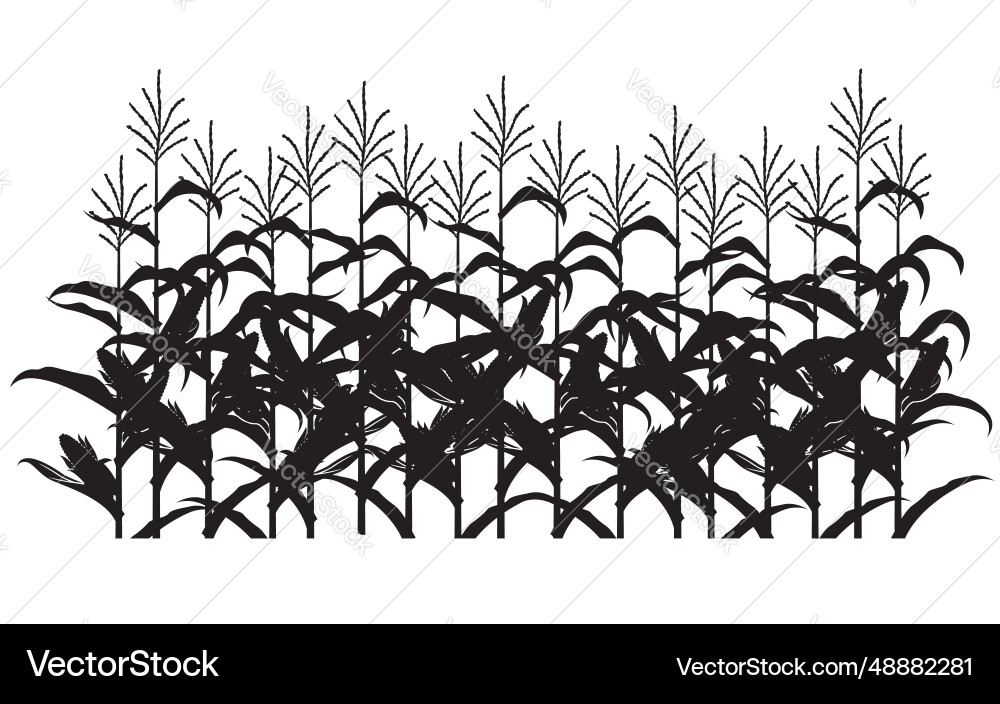 Corn Vector Images (over 100,000)