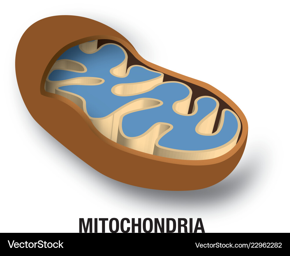 Mitochondria Royalty Free Vector Image - VectorStock