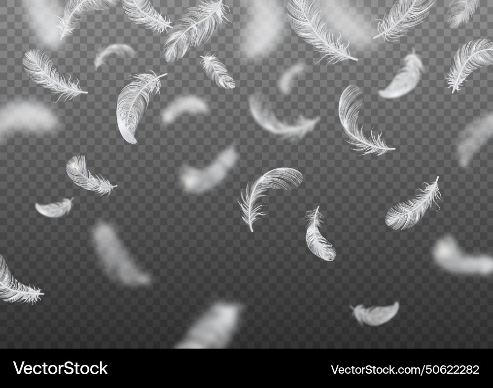 Realistic falling feather background Royalty Free Vector