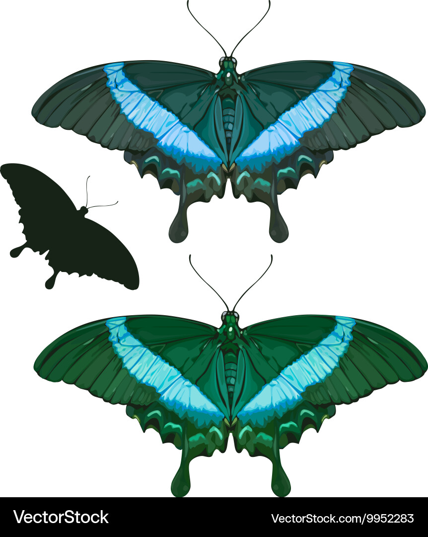 Butterfly Royalty Free Vector Image - VectorStock