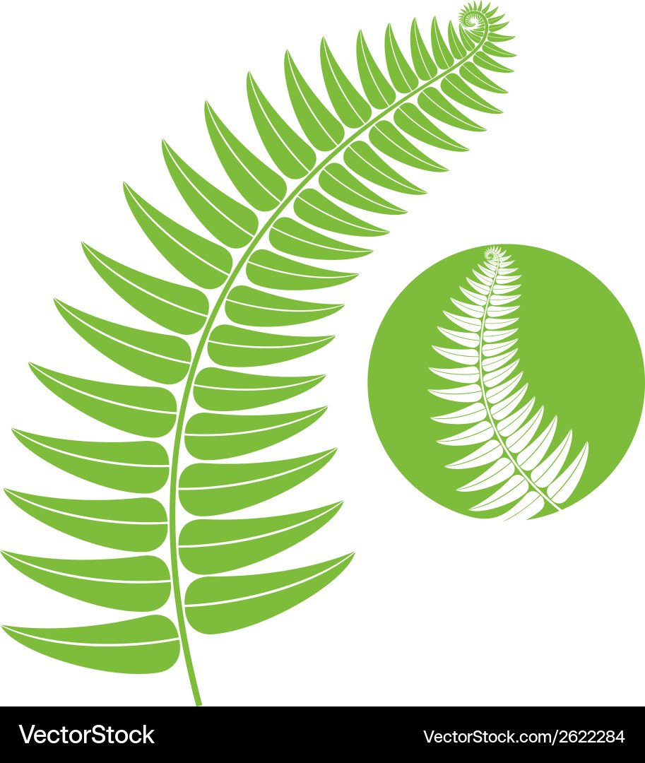 Fern Royalty Free Vector Image - VectorStock
