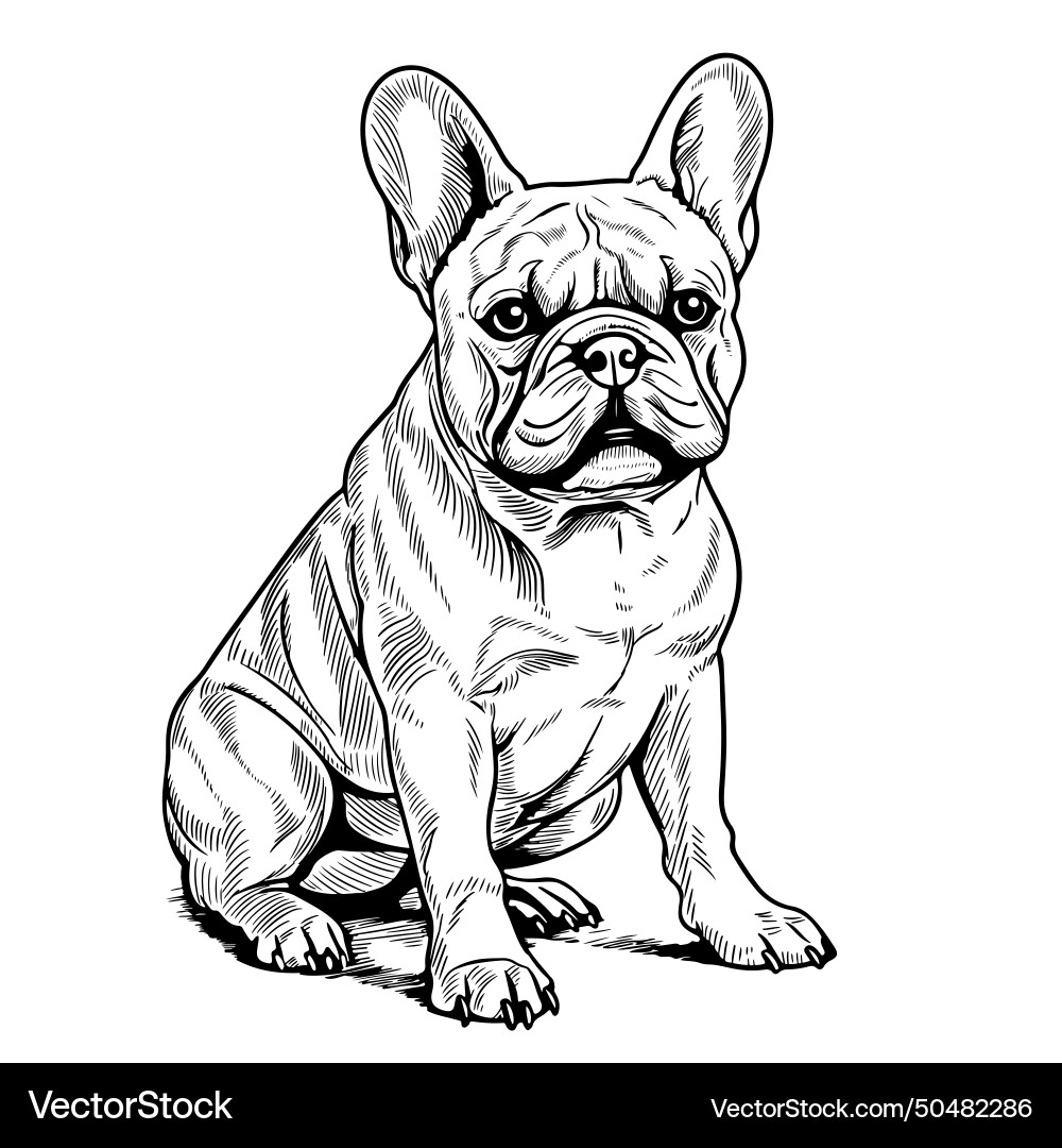 French bulldog - hand drawn Royalty Free Vector Image