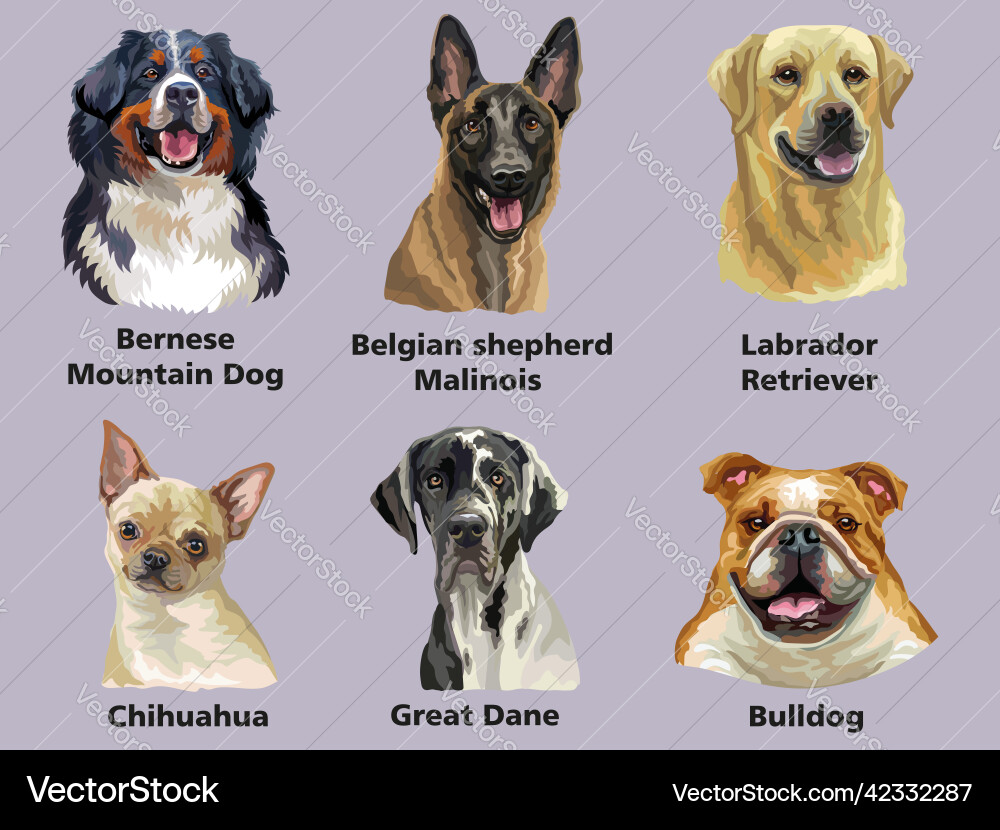 Big set of different dogs breeds Royalty Free Vector Image