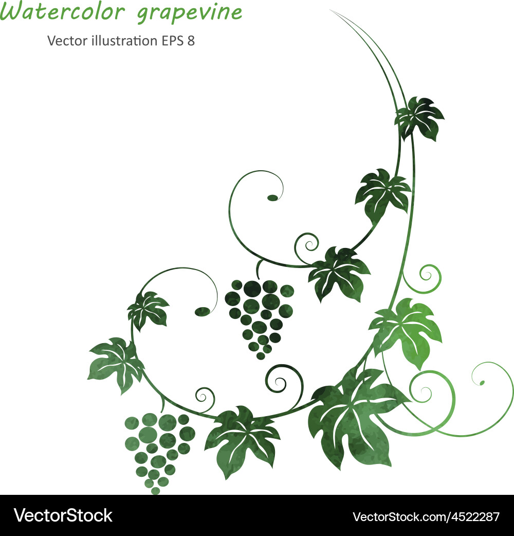 Watercolor Green Grapevine Royalty Free Vector Image