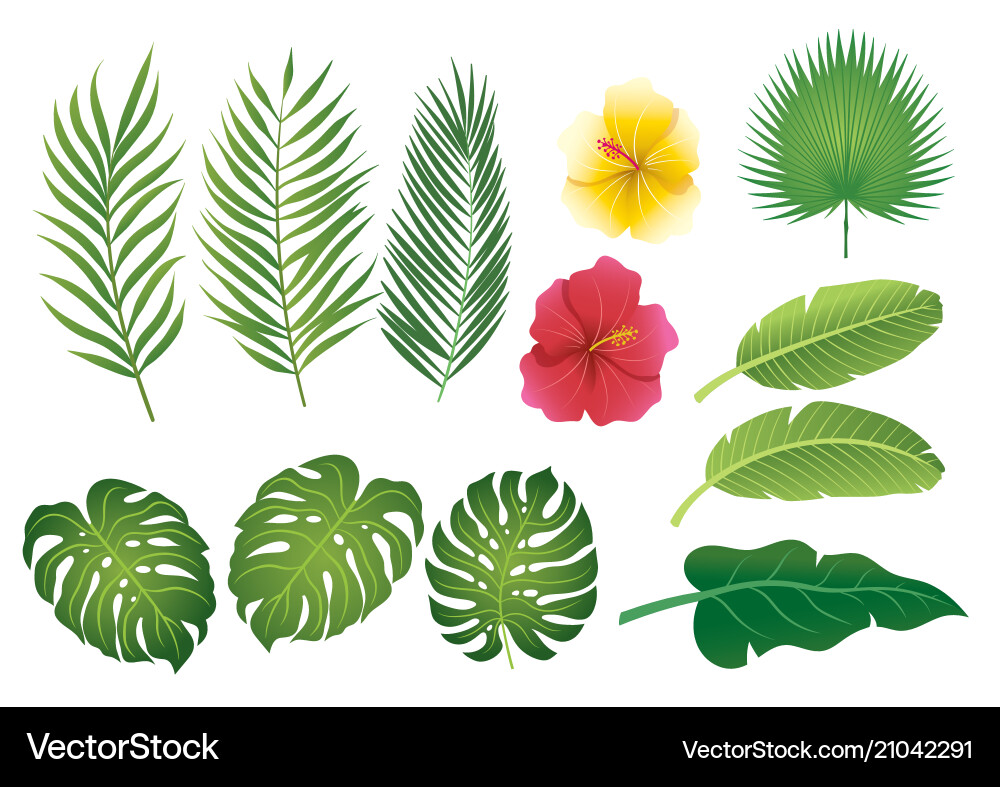 Tropical leaves set Royalty Free Vector Image - VectorStock