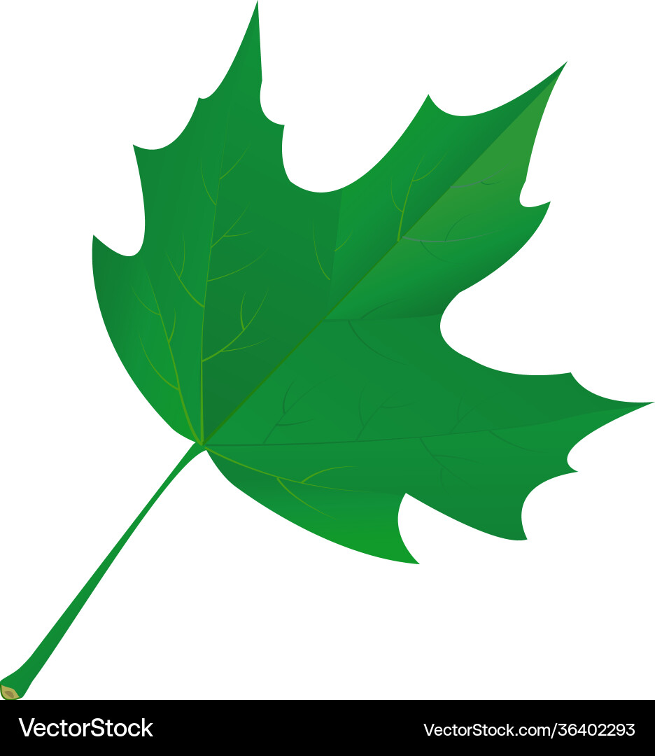 Realistic maple leaf Royalty Free Vector Image