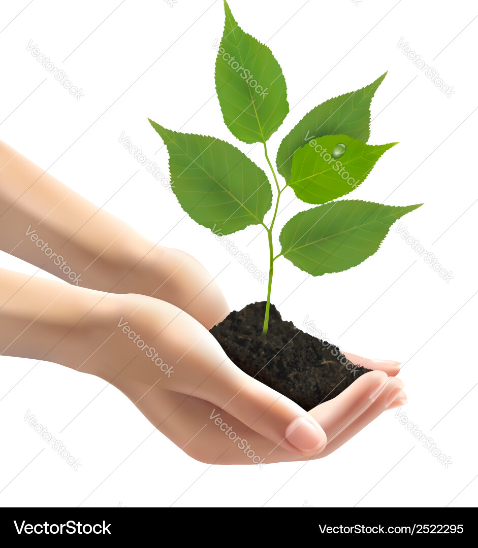 Human hands holding green tree with leaves Vector Image