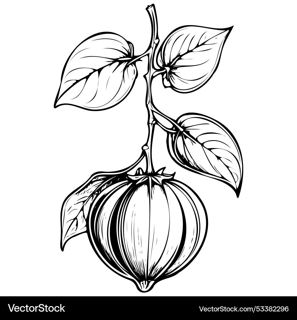 Monochrome physalis drawing realistic outline Vector Image