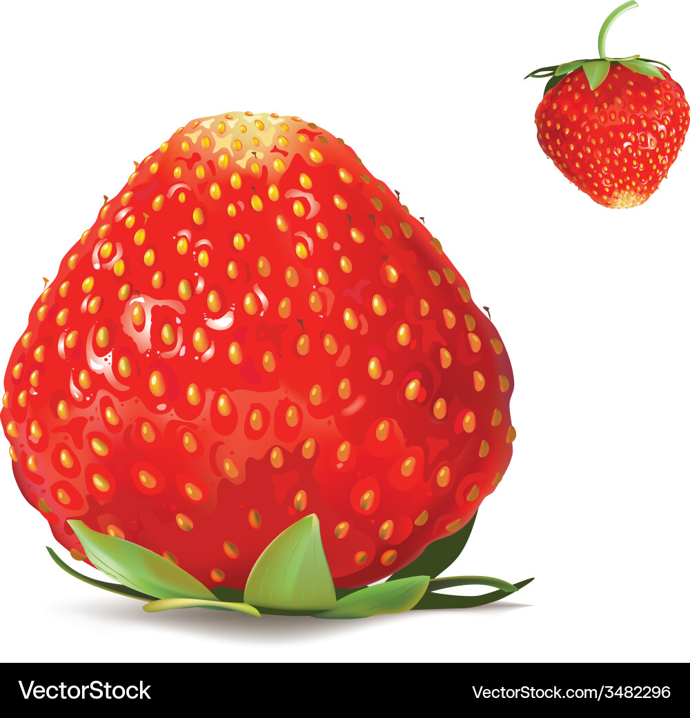 Strawberry Royalty Free Vector Image - VectorStock