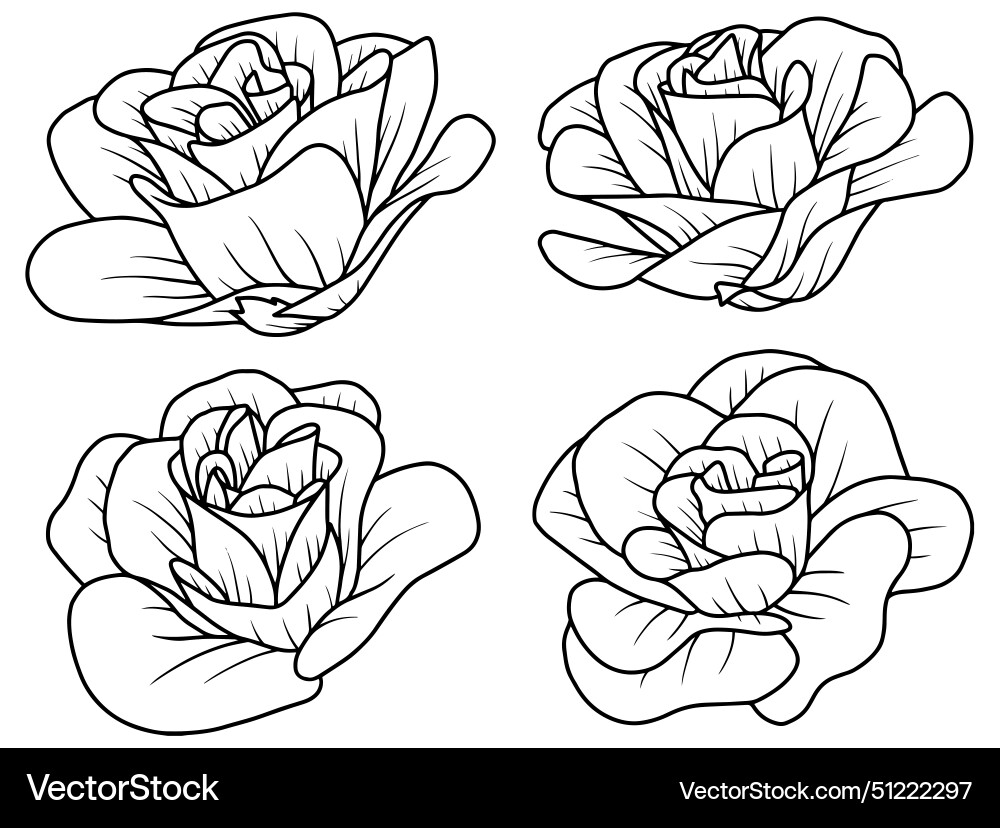 Rose flower line art outline Royalty Free Vector Image