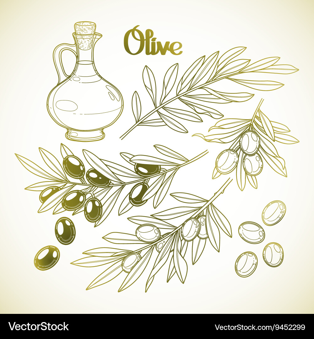 Graphic olive collection Royalty Free Vector Image