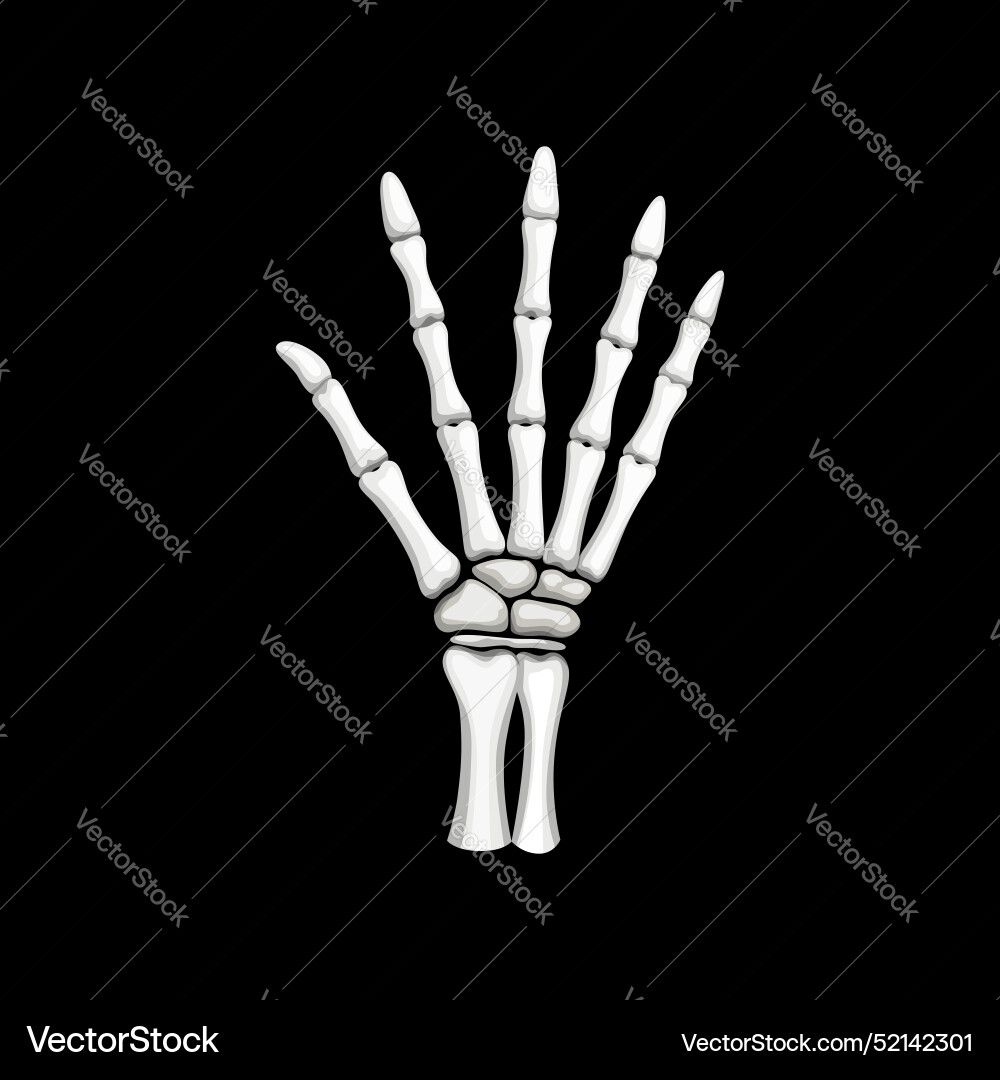Skeleton hand gesture isolated open palm Vector Image