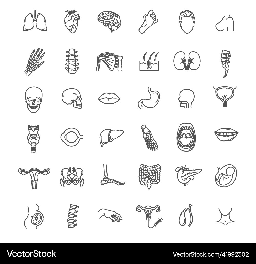 Human internal organs Royalty Free Vector Image