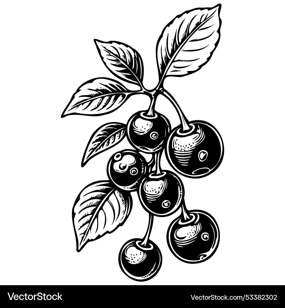 Monochrome red huckleberry realistic ink sketch Vector Image