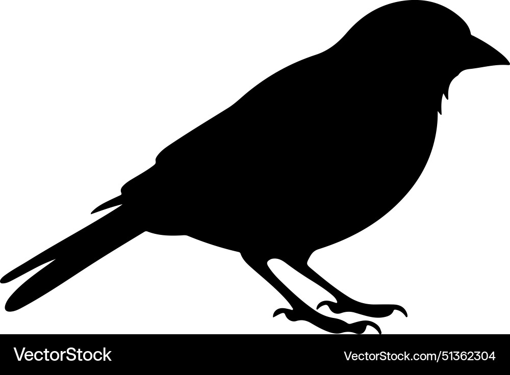 Finch silhouette white background Royalty Free Vector Image