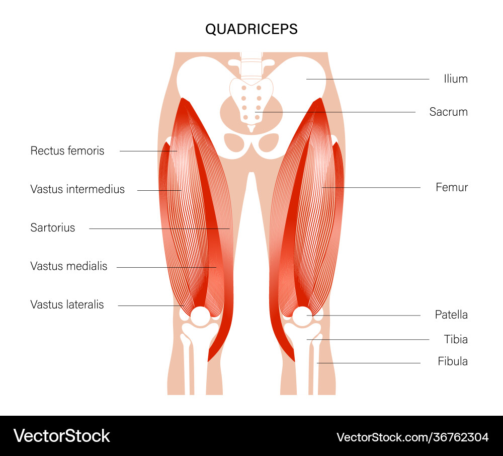 Human Leg Anatomy - Quadriceps Muscles Royalty Free Vector