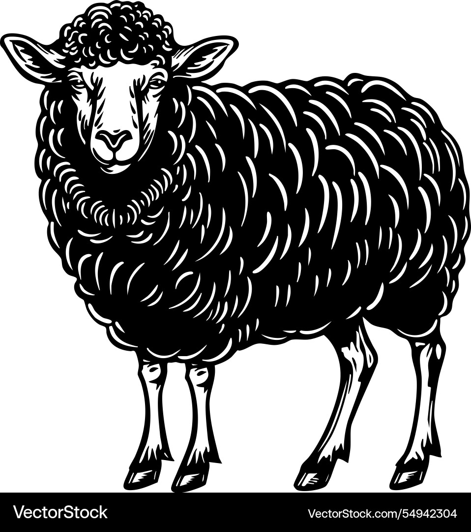 Standing sheep textured in black and white Vector Image