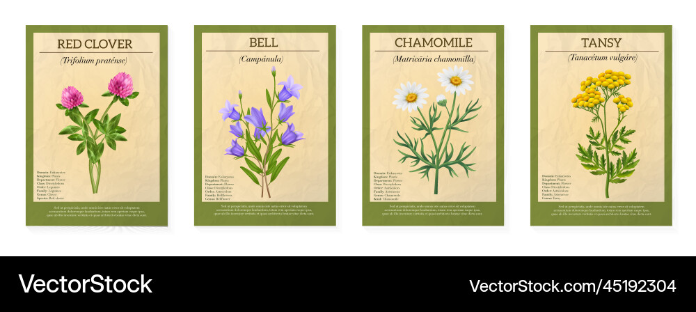 Wildflowers isolated set Royalty Free Vector Image