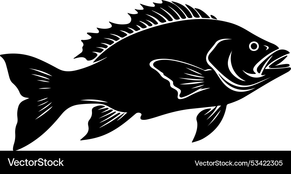 Barramundi fish silhouette white background Vector Image