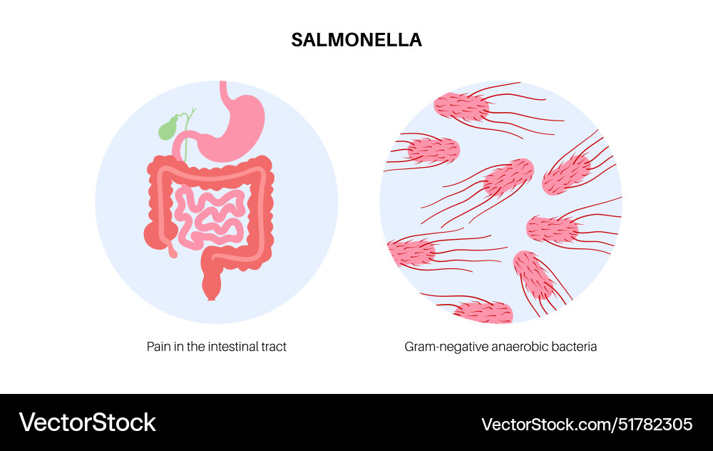 Salmonella typhimurium cells Royalty Free Vector Image