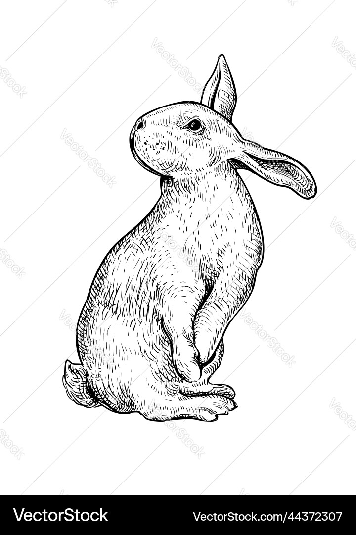 Rabbit hand drawn sketch 4 Royalty Free Vector Image
