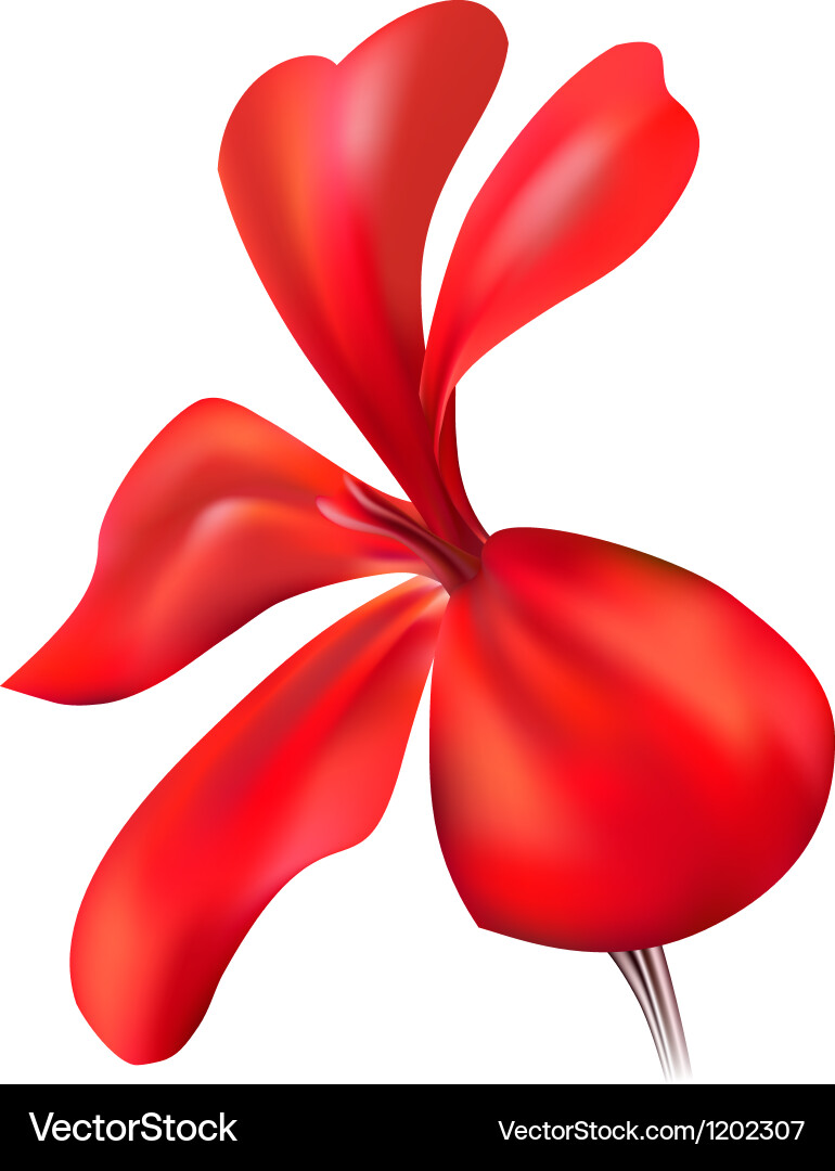 Red realistic mallow flower Royalty Free Vector Image