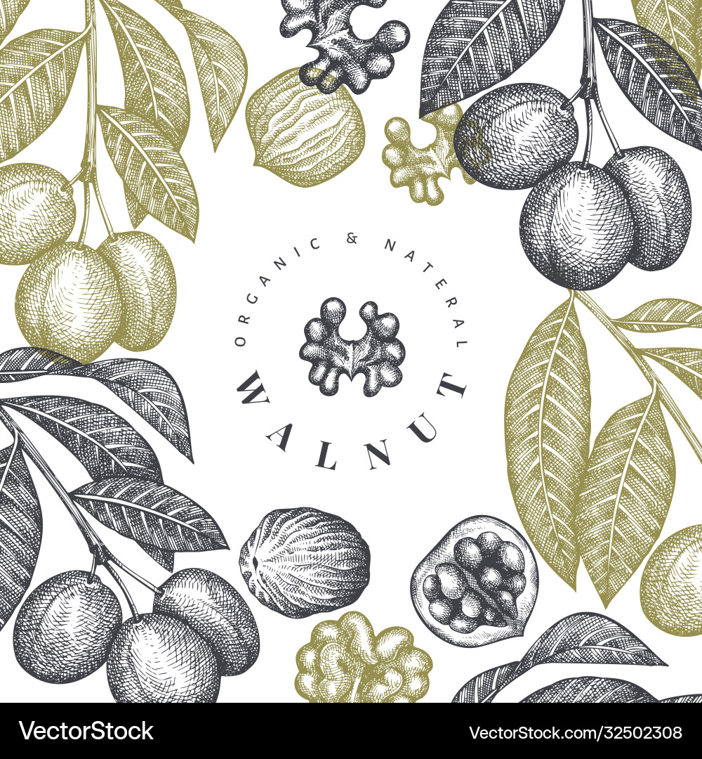 Hand drawn sketch walnut design template organic Vector Image