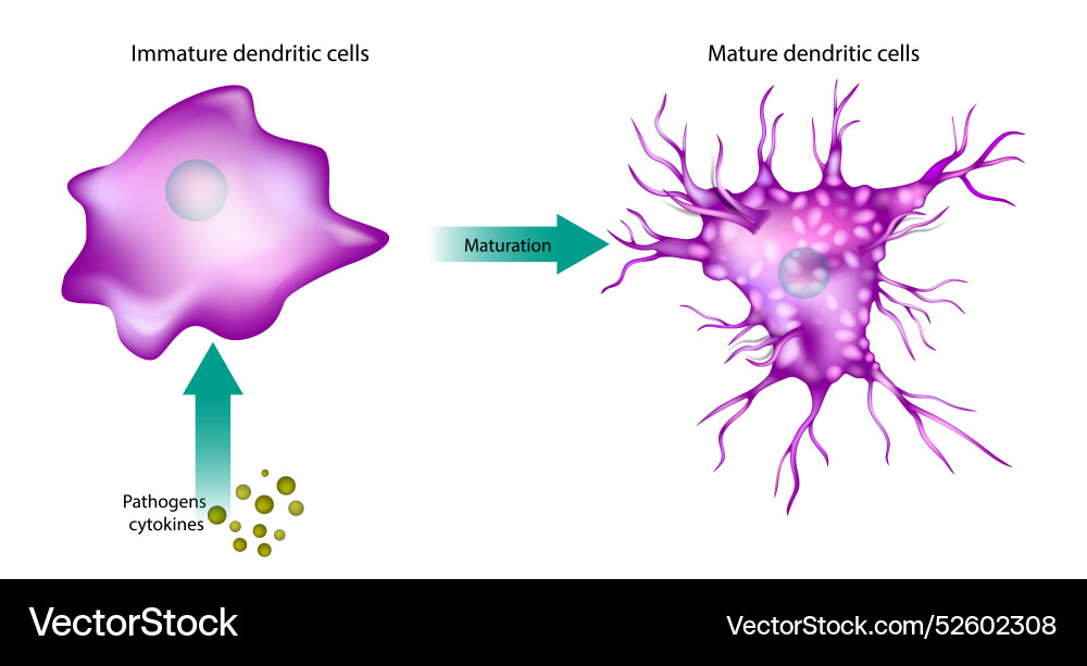 Maturation dendritic cells immature and mature Vector Image