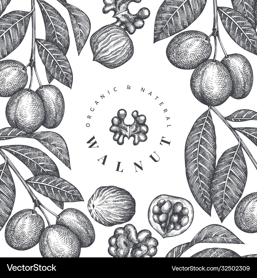 Hand drawn sketch walnut design template organic Vector Image