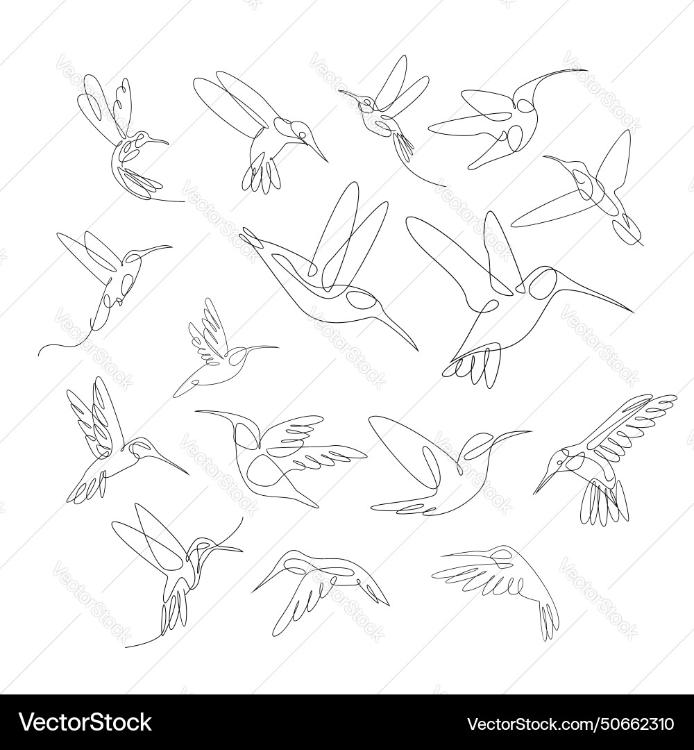 Hummingbird line Royalty Free Vector Image - VectorStock