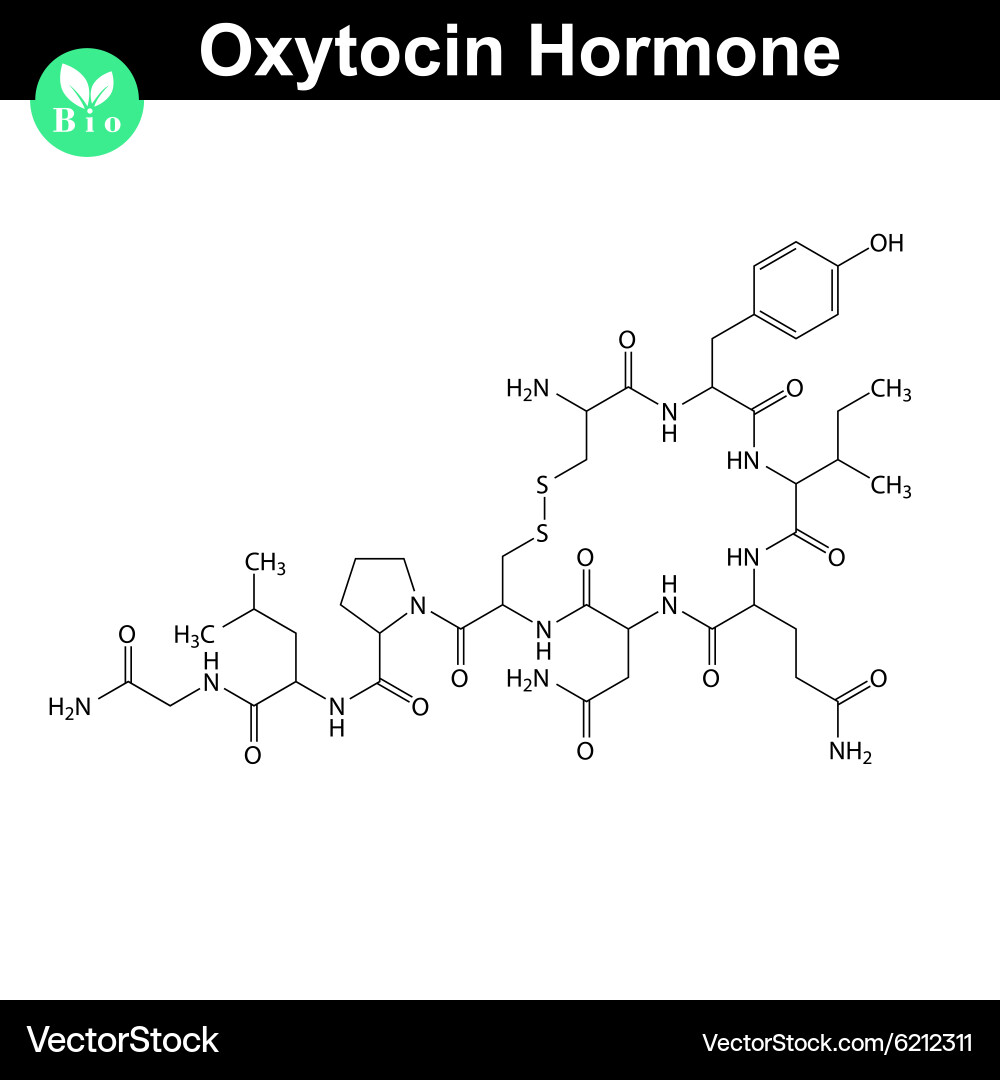 Oxytocin hormone Royalty Free Vector Image - VectorStock