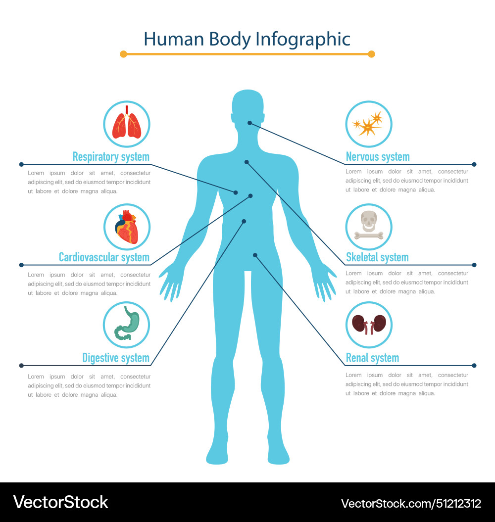 Human body infographic concept Royalty Free Vector Image