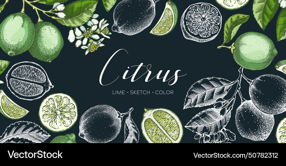 Lime fruit banner exotic plants design template Vector Image