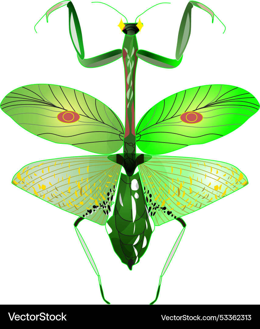 Praying mantis Royalty Free Vector Image - VectorStock