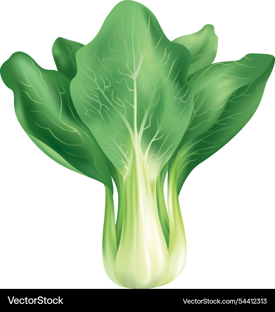 Realistic fresh green bok choy Royalty Free Vector Image