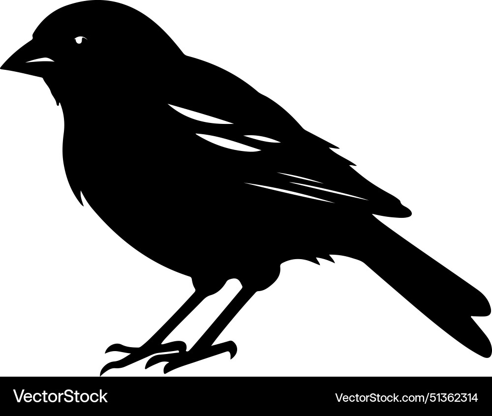 Finch silhouette white background Royalty Free Vector Image