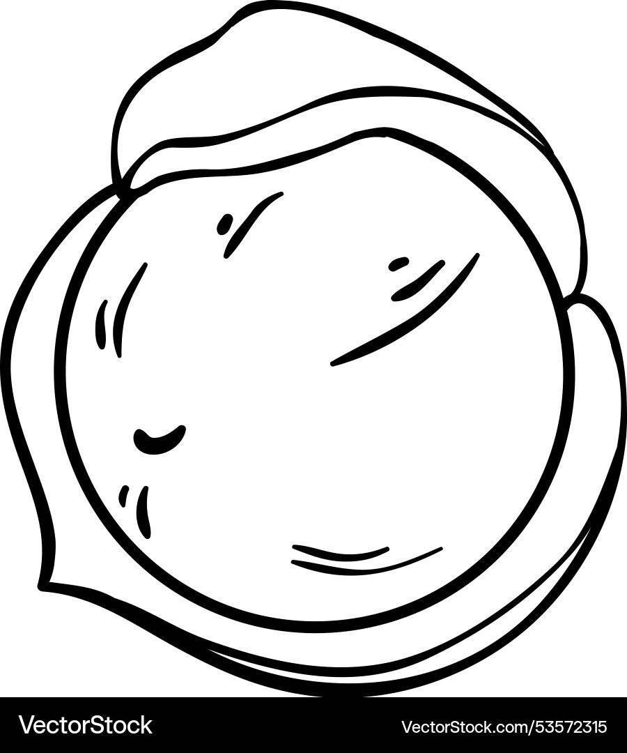 Macadamia nuts colored detailed Royalty Free Vector Image