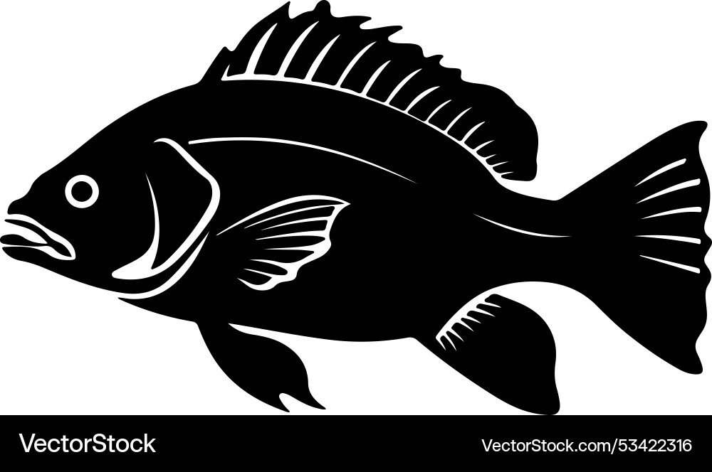 Barramundi fish silhouette white background Vector Image
