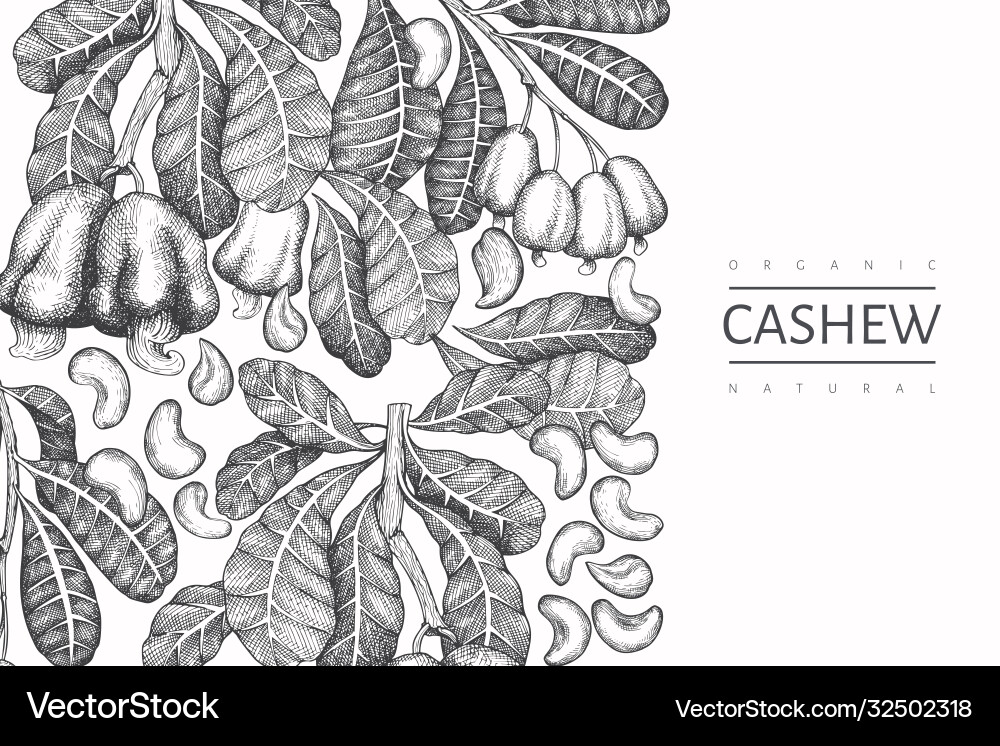 Hand drawn sketch cashew design template organic Vector Image