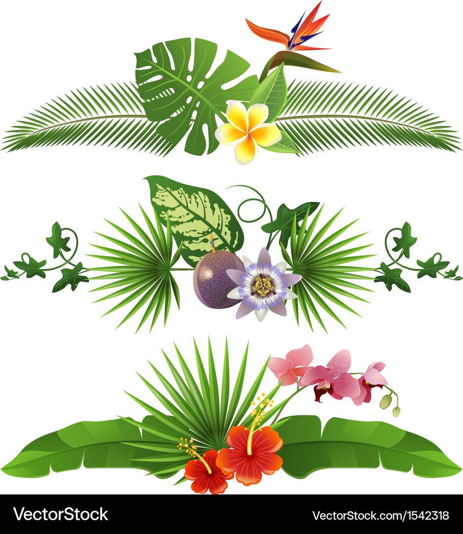 Tropical borders Royalty Free Vector Image - VectorStock