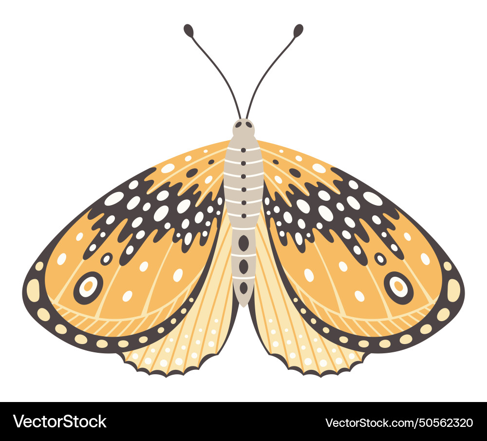 Moth or butterfly colourful wings with wave Vector Image
