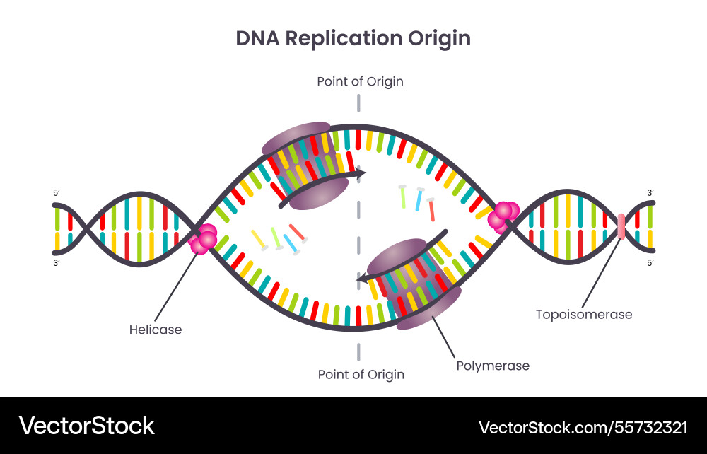 Dna replication Royalty Free Vector Image - VectorStock