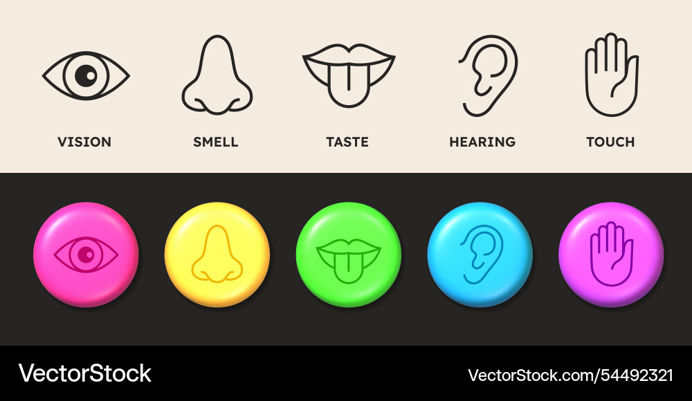 Sense icons five sensory organs in minimal line Vector Image