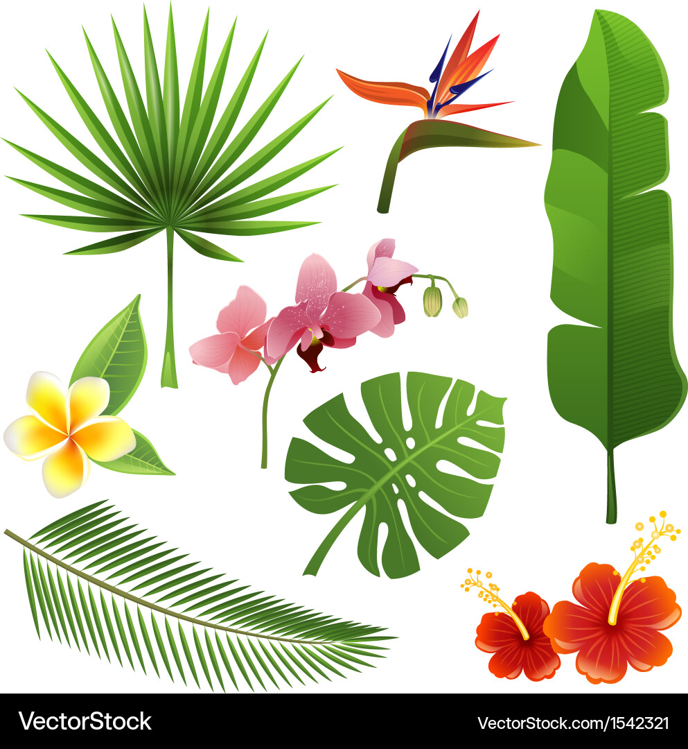 Tropical plants Royalty Free Vector Image - VectorStock