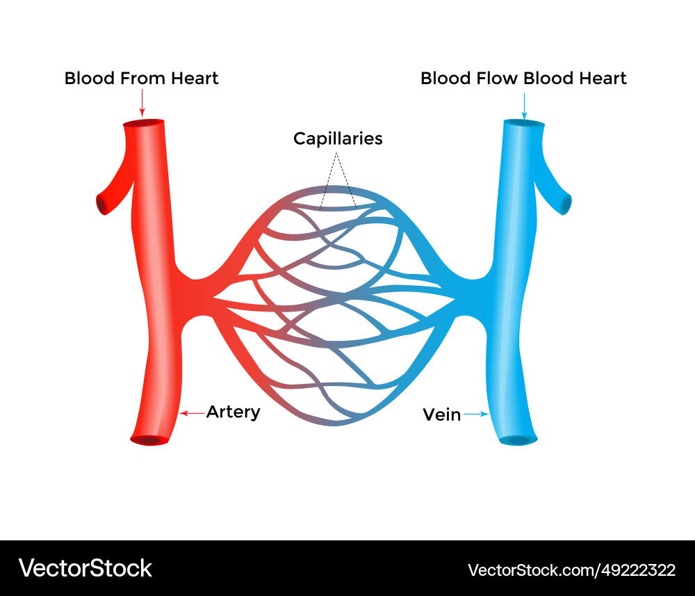 Blood Vessel Circulation Diagram – Royalty-Free Vector | VectorStock