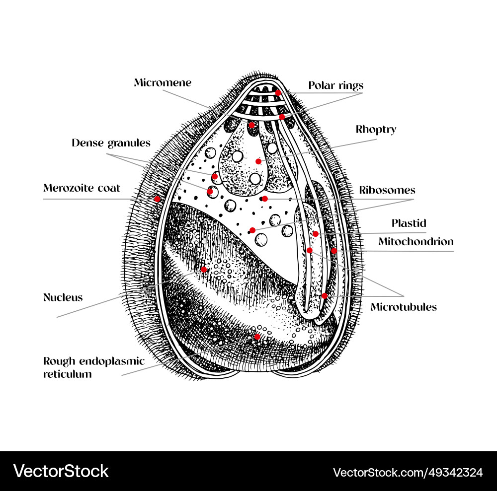 Plasmodium structure hand drawn Royalty Free Vector Image