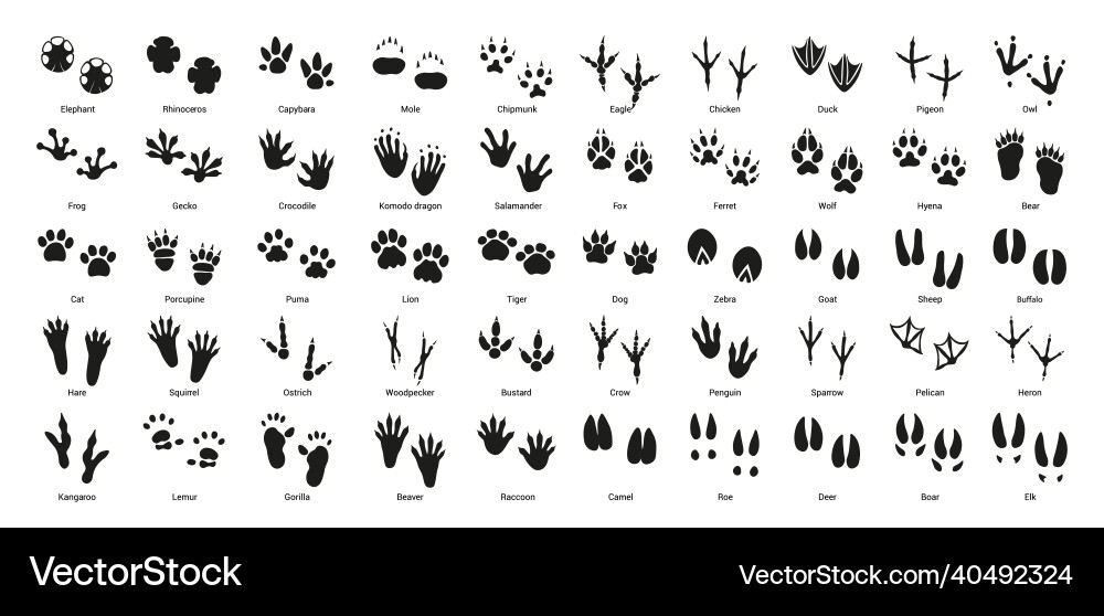Set of footprints birds and animals Royalty Free Vector